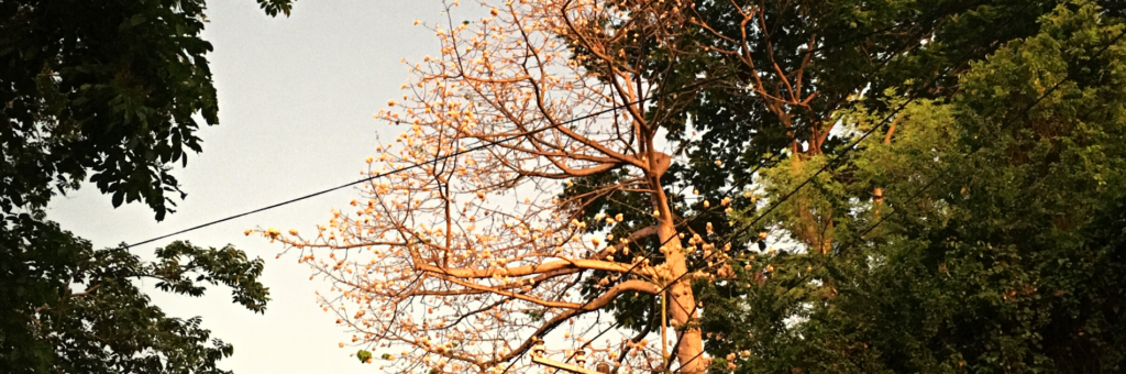 Building a Tagalog Universal Dependencies Treebank - Department of ...